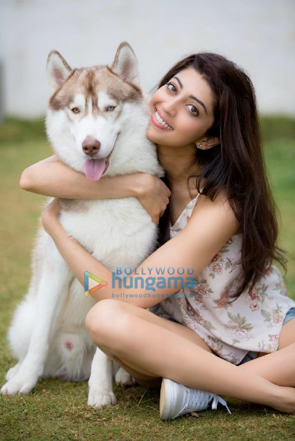 Pranitha Subhash Photos, Images, HD Wallpapers, Pranitha Subhash HD ...